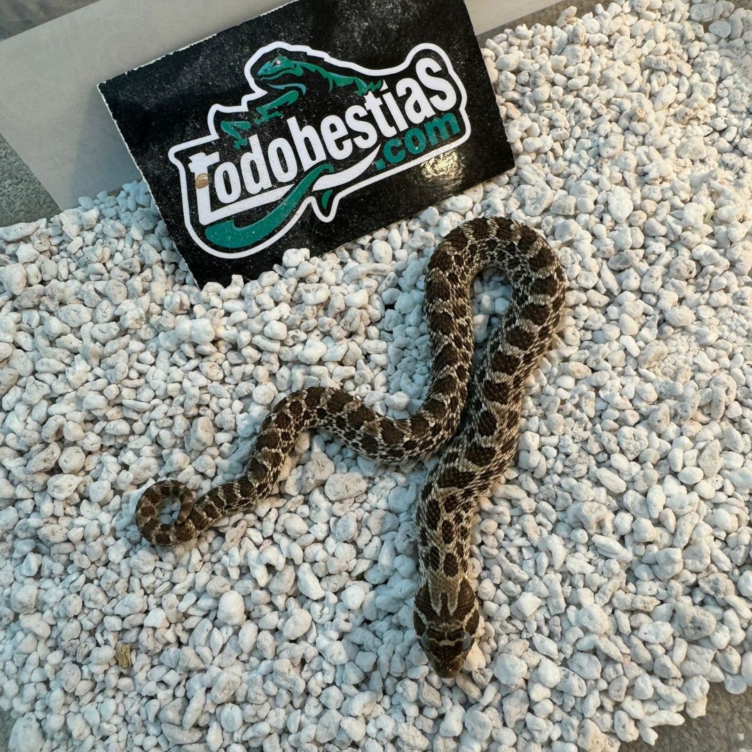 CATÁLOGO ANIMALES | ENVIOS A TODA ESPAÑA | NÚCLEO ZOOLÓGICO AUTORIZADO ...