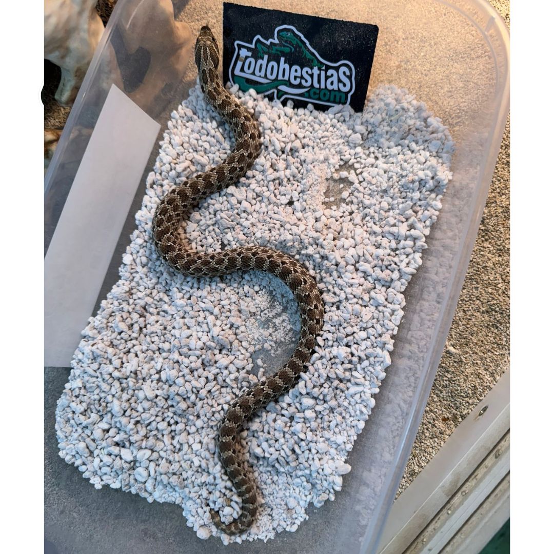 CATÁLOGO ANIMALES | ENVIOS A TODA ESPAÑA | NÚCLEO ZOOLÓGICO AUTORIZADO ...